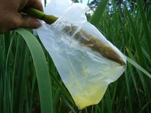 Delicious Recipes Using Cattails - "The Supermarket of the Swamp" - The ...