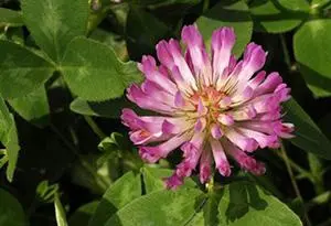 8 Medicinal Herbs You Should Be Picking This Summer - The Lost Herbs