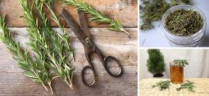 DIY Rosemary Memory Elixir - The Lost Herbs
