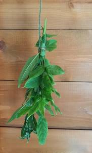 How to Grow, Harvest and Use Agrimony for Digestive Problems - The Lost ...