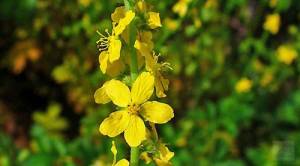 How to Grow, Harvest and Use Agrimony for Digestive Problems - The Lost ...