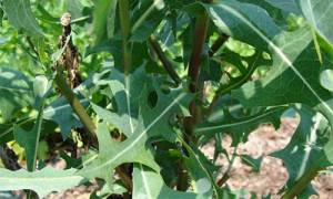 10 Plants You Should Hide From Your Neighbors - The Lost Herbs