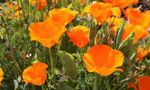 7 Backyard Poisonous Plants That You Can Use as Medicine - The Lost Herbs