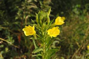 How to Treat Gastrointestinal Disorders With Evening Primrose - The ...
