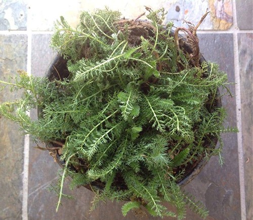 Yarrow (Achillea millefolium): Healing Uses, Identification & How to ...