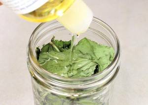 10 Remedies You Can Make Using Plantain - The Lost Herbs