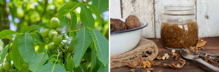 25 Little Known Medicinal Uses for Tree Bark - The Lost Herbs