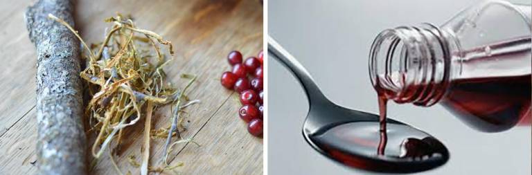 25 Little Known Medicinal Uses for Tree Bark - The Lost Herbs