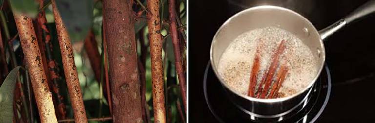 25 Little Known Medicinal Uses for Tree Bark - The Lost Herbs