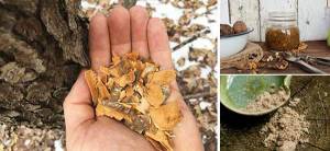 25 Little Known Medicinal Uses for Tree Bark - The Lost Herbs