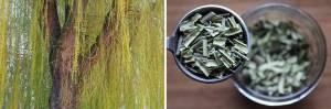 25 Little Known Medicinal Uses for Tree Bark - The Lost Herbs