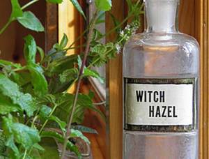 7 Benefits and Uses of Witch Hazel - The Lost Herbs