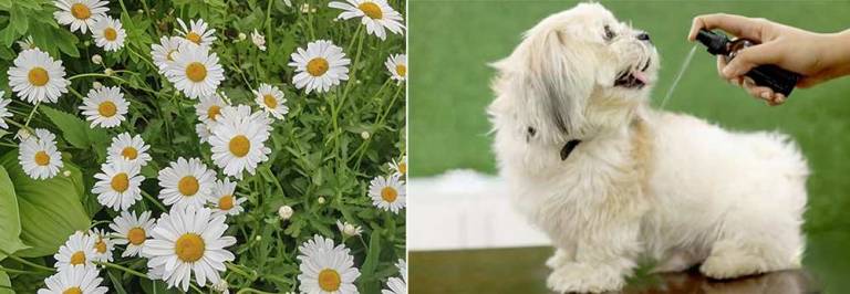 Herbal Remedies for Pets - The Lost Herbs
