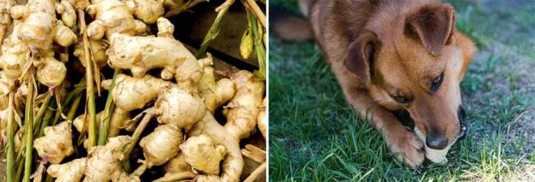 Herbal Remedies for Pets - The Lost Herbs