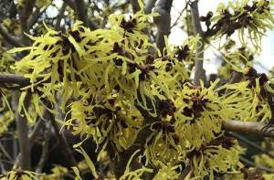 DIY Witch Hazel Salve - The Lost Herbs