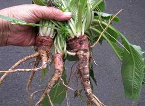 Evening Primrose - The Lost Herbs