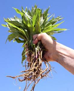 Goldenrod - The Lost Herbs