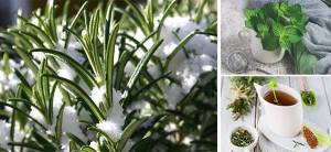 5 Winter Herbs To Cut Belly Fat - The Lost Herbs