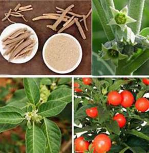 Ashwagandha - The Lost Herbs