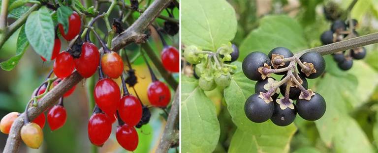 How to Tell the Difference Between Bittersweet Nightshade and Deadly ...