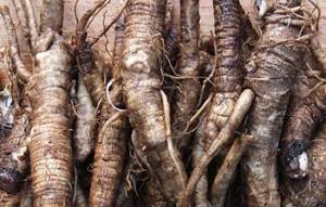 Burdock - The Lost Herbs