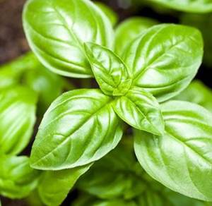 Basil - The Lost Herbs