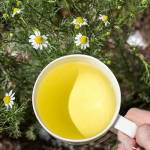 The 6 Best Bedtime Teas To Help You Sleep - The Lost Herbs