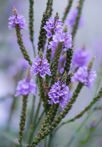 Vervain: The Medicinal Plant that Should be Part of Your Apothecary