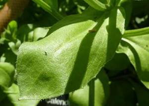 Calendula - The Lost Herbs