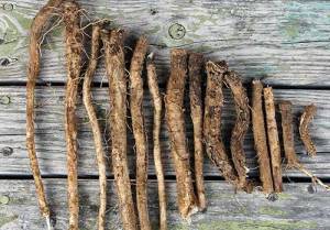 Chicory - The Lost Herbs