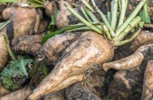 Chicory - The Lost Herbs