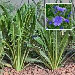 Chicory - The Lost Herbs