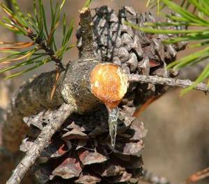 How to Make Pine Resin Salve - The Lost Herbs