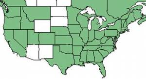 Peppermint - The Lost Herbs