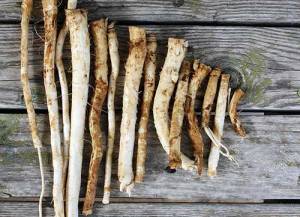 Chicory - The Lost Herbs