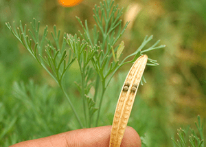California Poppy - The Lost Herbs