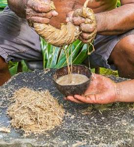 Kava: The Most Powerful Herb To Reduce Stress - The Lost Herbs