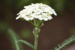 Yarrow (Achillea millefolium): Healing Uses, Identification & How to ...