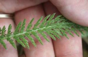 Yarrow (Achillea millefolium): Healing Uses, Identification & How to ...