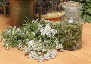 Yarrow (Achillea millefolium): Healing Uses, Identification & How to ...