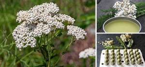 50 Ways to Use Yarrow - The Lost Herbs