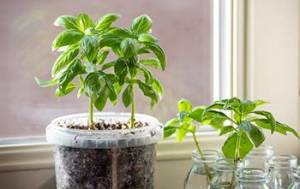 Basil: How To Grow More Than You Can Eat - The Lost Herbs