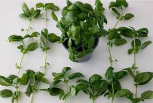 Basil: How To Grow More Than You Can Eat - The Lost Herbs