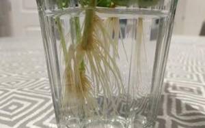 Basil: How To Grow More Than You Can Eat - The Lost Herbs