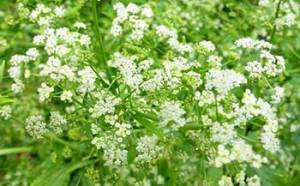 Celery - The Lost Herbs