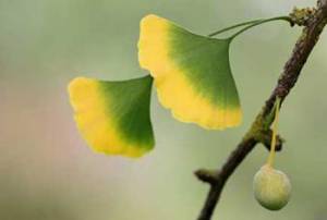 How to Identify the Ginkgo Biloba Tree: Does It Grow on Your Street ...