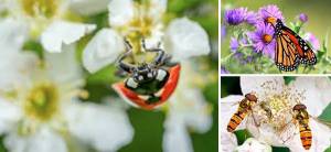 The Best Flowers to Attract Beneficial Insects to Your Garden - The ...