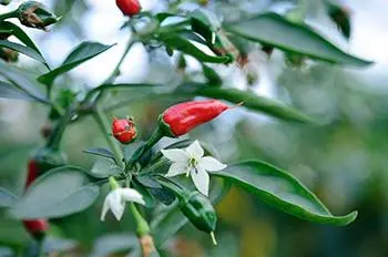 Cayenne Pepper - The Lost Herbs