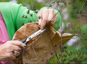 Fennel - The Lost Herbs