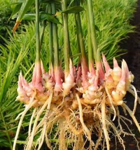 Ginger - The Lost Herbs